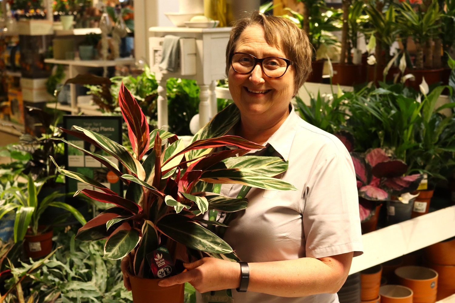 Houseplants - Otley Garden Centre